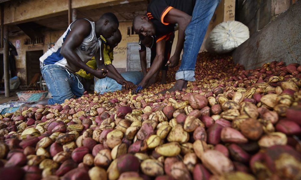 La Côte d’Ivoire 1er producteur mondial de noix de cola - Afriveille ...